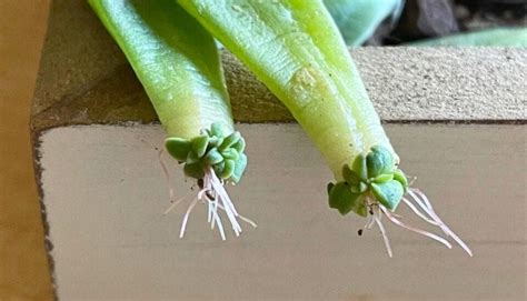 7 Tips To Transplant Succulents Master The Art With Ease Simplify Plants