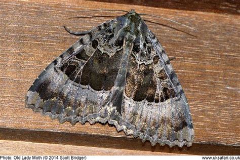 Old Lady Moths Mormo Maura Uk Safari