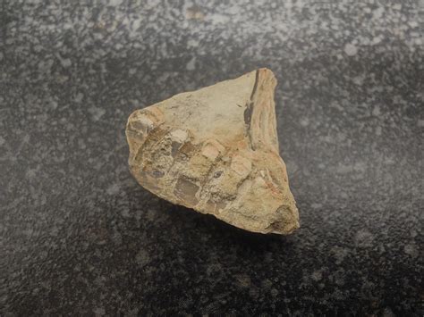 Potential Vertibrae R Fossilid