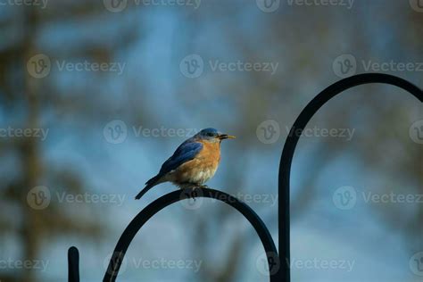 This Cute Little Bluebird Sat Perched On The Shepherds Hook The Little