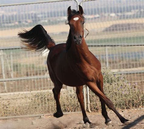 Atiq Sultan El Amir Ibn Mawardi X Hila B 2011 Bay Straight Egyptian