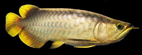 Fish Banjar Red Arowana Pictures