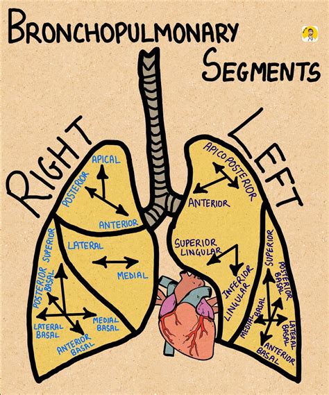 Bronchopulmonary Segments
