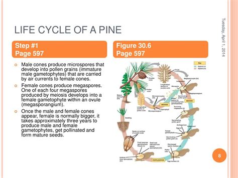 Essay On The Life Cycle Of Pinus Class Coniferopsida
