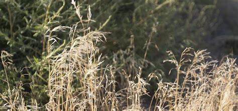 Wyoming Counties Consider Whether To Label Cheatgrass As A Noxious Weed News Letter Journal