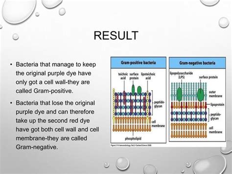Staining Techniques And Types Procedure Pptx Chemistry Science