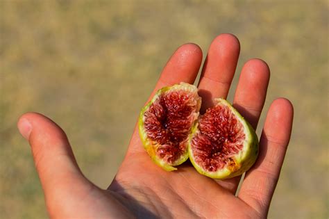 Fig Figos Comida Foto Gratuita No Pixabay Pixabay