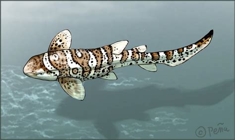 Leopard Shark By Reptangle On Deviantart