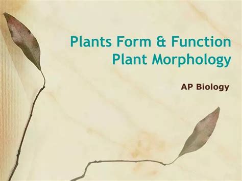 Ppt Plants Form And Function Plant Morphology Powerpoint Presentation