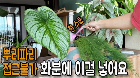 뿌리파리 해충 없는 실내 식물 유지하는 방법으로 제일 쉬워요 예쁜 새 화분에 아스파라거스 필로덴드론 아이비 분갈이하면서 해충