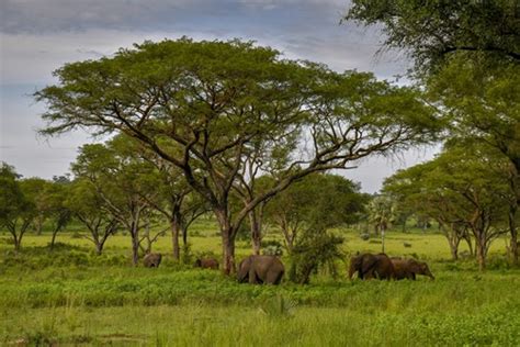 Days Murchison Falls Park Safari Wildlife Tour Launch Cruise Chimps