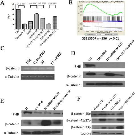 Linc00511 Promoted Cell Metastasis Of Melanoma A Transfection With