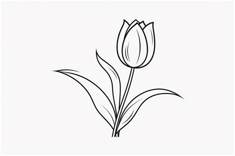How To Draw A Tulip In 7 Simple Steps Yonderoo