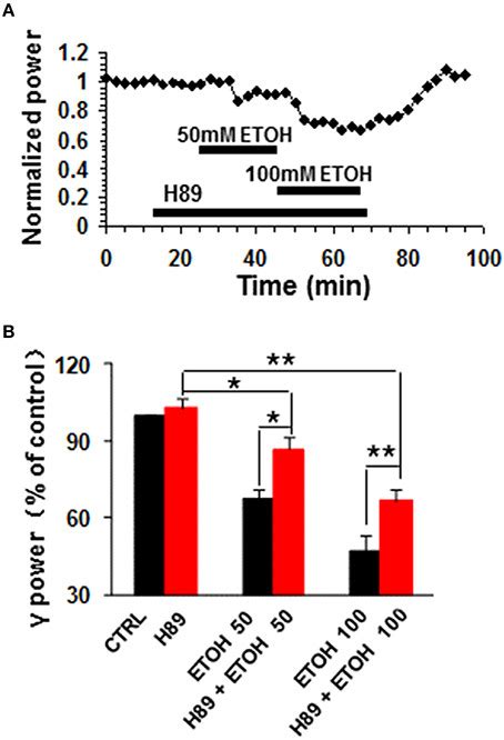 The Effects Of Pka Inhibitor On Ethanol Induced Suppression Of γ