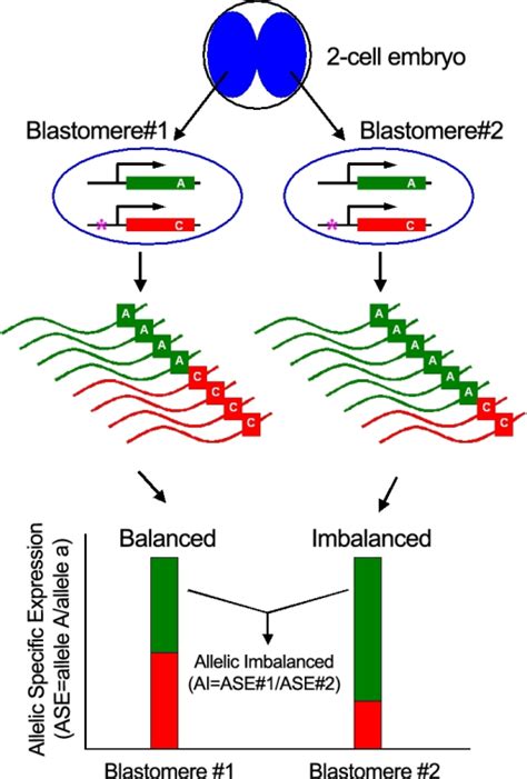 Schematic Diagram Of Allele Specific Gene Expression Ase In Individual Blastomeres Of A Two