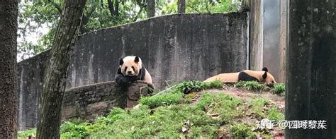 在四川看大熊猫四雅安篇 知乎