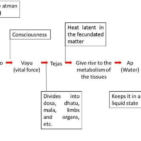 Flow Chart Of Human Evolution Source Primary Download Scientific Diagram
