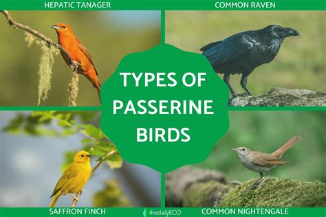 Perching Birds Versus Passerine At James Loch Blog