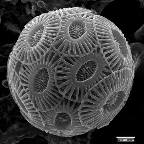 Cocolitofóridos Noviembre