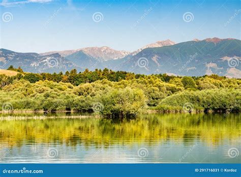 Goat Willow Trees On The Shore Of Liptovska Mara Dam Where Vah Rivers Enters Stock Image Image