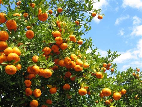 Orange Tree Photo
