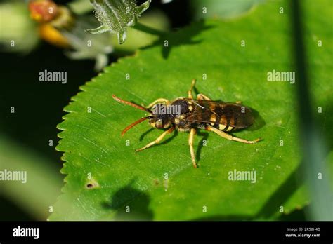 Natural Closeup On A Large Yellow Nomad Solitary Cuckoo Bee Nomada