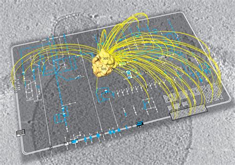 First Ever Blueprint Of A Minimal Cell Is More Complex Than Expected