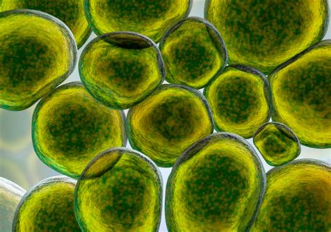 Ureaplasma Urealyticum Vircell