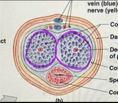 Male Reproductive Flashcards Quizlet