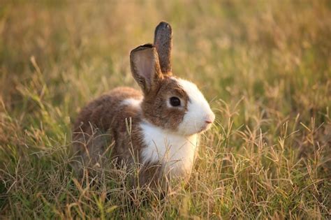 Premium Photo Rabbit In Green Field And Farm Way Lovely And Lively