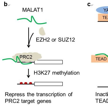 PDF New Insights Into Long Non Coding RNA MALAT1 In Cancer And Metastasis