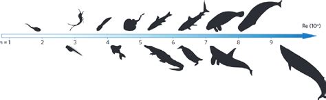 Figure 2 From Hydrodynamics Of Biomimetic Marine Propulsion And Trends In Computational