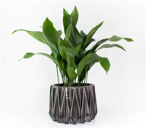 10 Beautiful Low Light Houseplants To Grow In Bedrooms And Offices