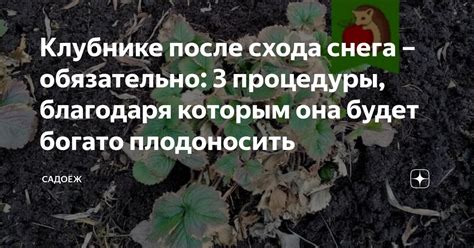 Клубнике после схода снега обязательно 3 процедуры благодаря