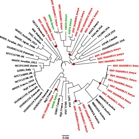 Maximum Likelihood Snp Phylogenetic Tree Inferred Using Raxml The