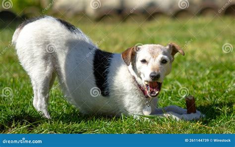 Adorable Dog Eating A Snack On The Grass In A Funny Pose Stock Image