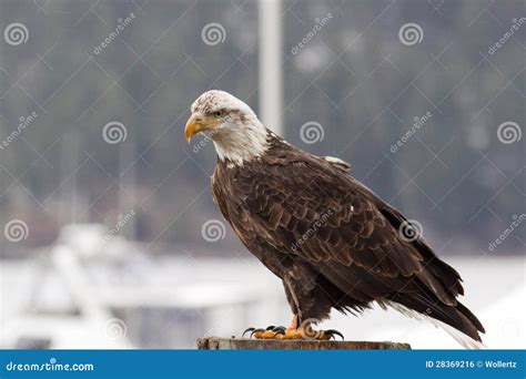 Junger Weißkopfseeadler stockfoto Bild von frei nord 28369216