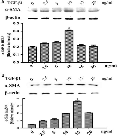 Western Blot Was Used To Examine The Protein Expression Of A Sma In
