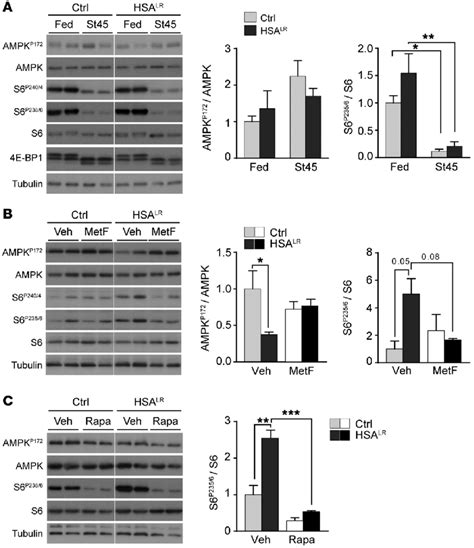 Ampk And Mtorc1 Pathways Can Be Modulated By Caloric And Download