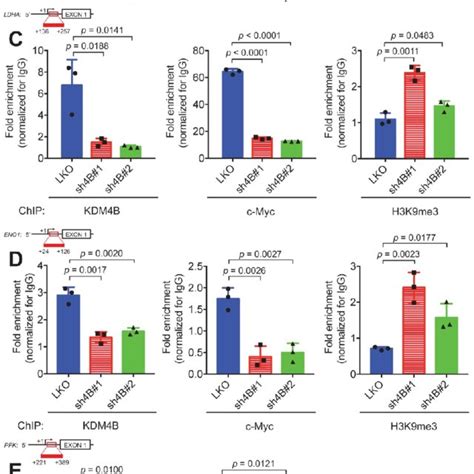 KDM4B And C Myc Are Co Recruited At The LDHA Locus A B Download Scientific Diagram