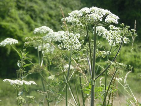 La Stratégie Nationale Biodiversité 2030 Lagence Normande De La