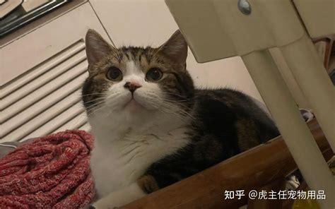 你家猫又排泄在猫砂盆外面了？打猫是没有用的，要区别诊断 知乎