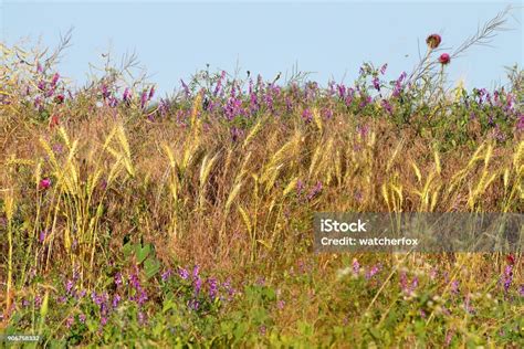 화창한 여름 날씨에 잘 익은 밀 필드의 가장자리에 다양 한 야생 잡종 잔디의 꽃 0명에 대한 스톡 사진 및 기타 이미지 0명 계절 곡초류 Istock