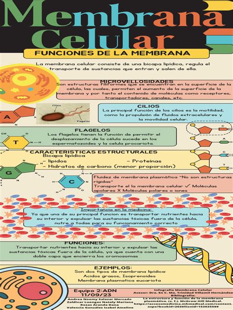 Membrana Celular Infografía Equipo 2 2 Pdf Ciencia Y Matemáticas