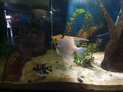 Angelfish Pterophyllum Scalare Zoochat