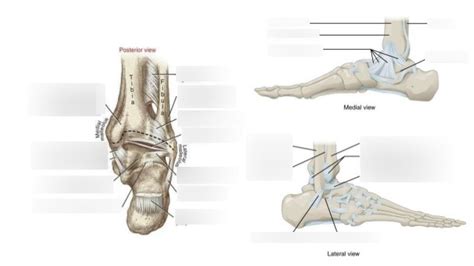 Talocrural Ankle Joint Ligaments Diagram Quizlet