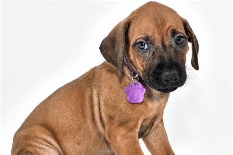 Test Rhodesian Profile Rhodesian Ridgeback Breeder Texas