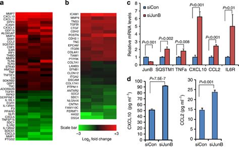 Rna Seq Reveals Junb Targets Involved In Inflammation And Cell