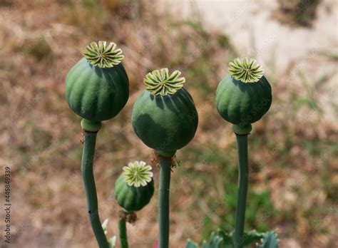 Opium Poppy Heads Close Up Papaver Somniferum Commonly Known As The