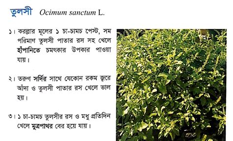 ভেষজ উদ্ভিদ তুলসী পাতার উপকারিতা ও খাওয়ার নিয়ম